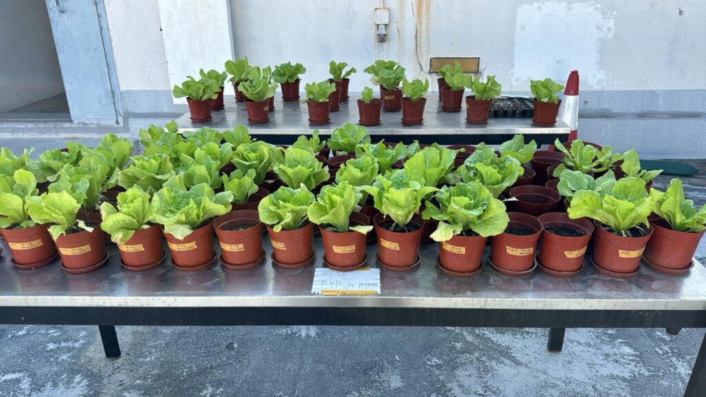 A novel soil-plant system amendment method to reduce antibiotic ...