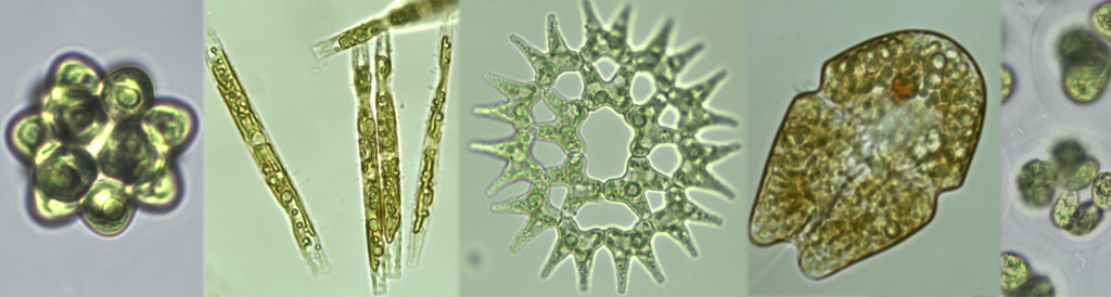 Programme - International Conference on Algal Research, Application and ...